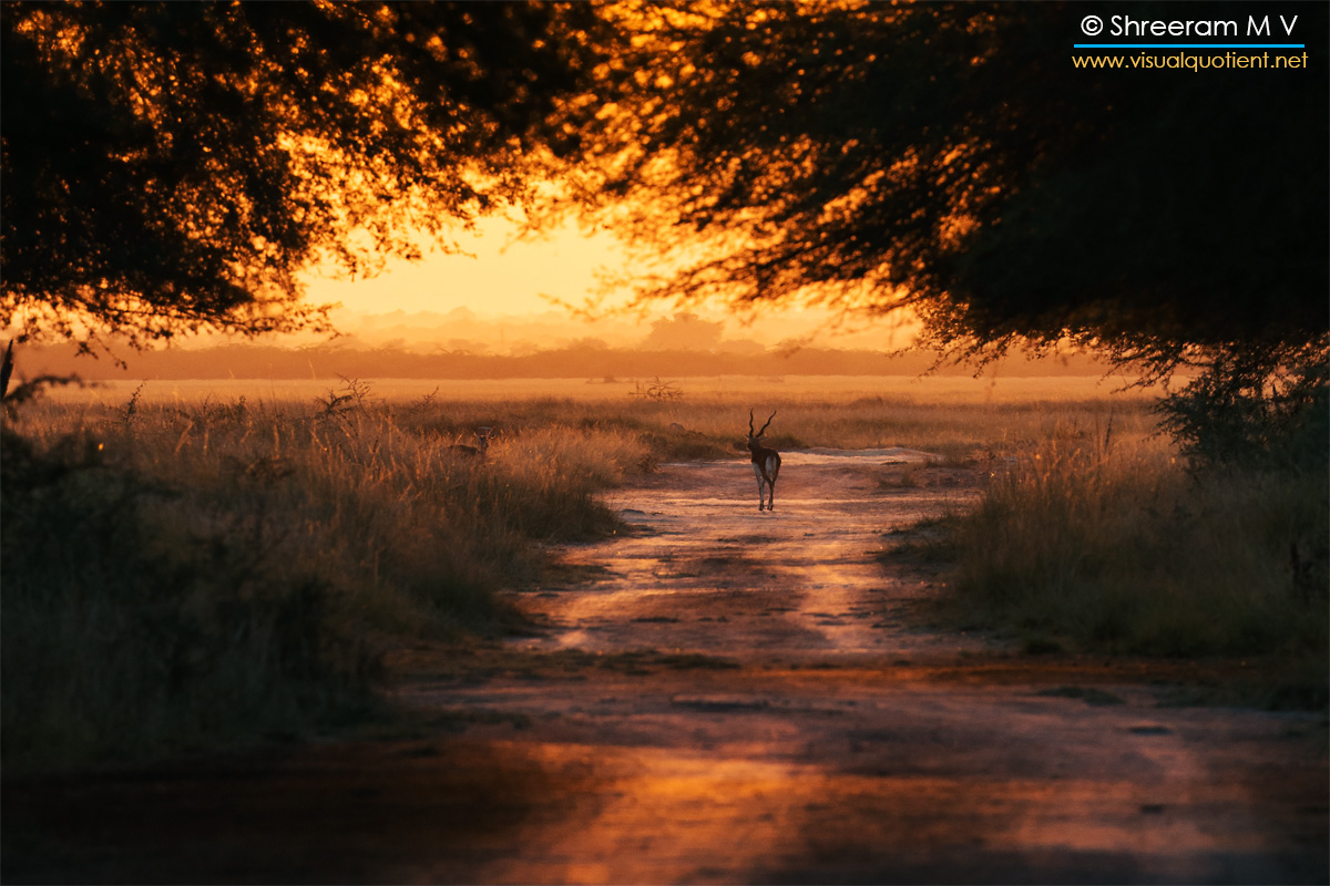 Tal Chappar, Rajasthan - Wilderhood: Recitals