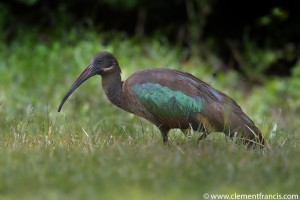 Journey to Kenya’s Wonderlands - Wilderhood: Recitals