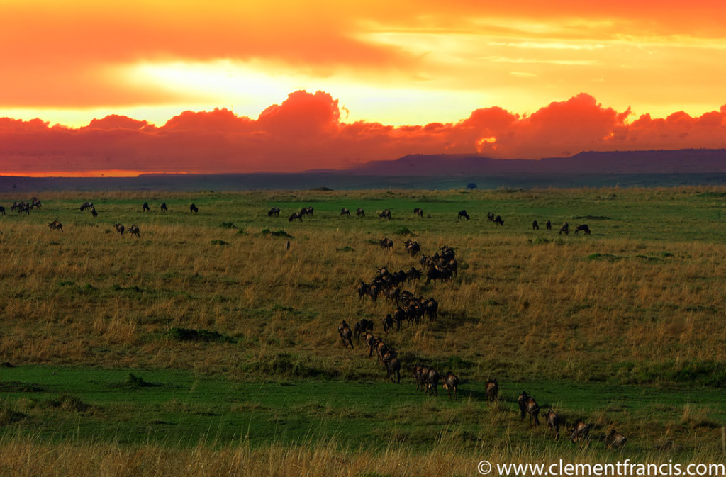 Journey to Kenya’s Wonderlands - Wilderhood: Recitals